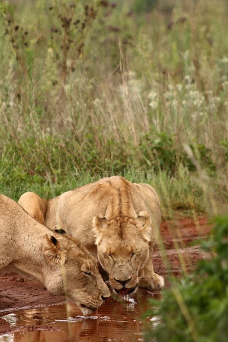 713 Lion Mud Stock Photos - Free & Royalty-Free Stock Photos from ...