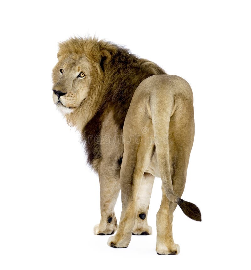 Lion (8 Ans) - Panthera Lion Photo stock - Image du lion, studio: 6004056