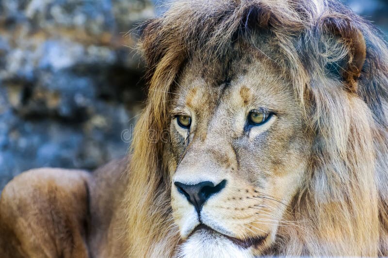 Lion - Adorable Animal. Concept of Connection with Nature Stock Photo ...