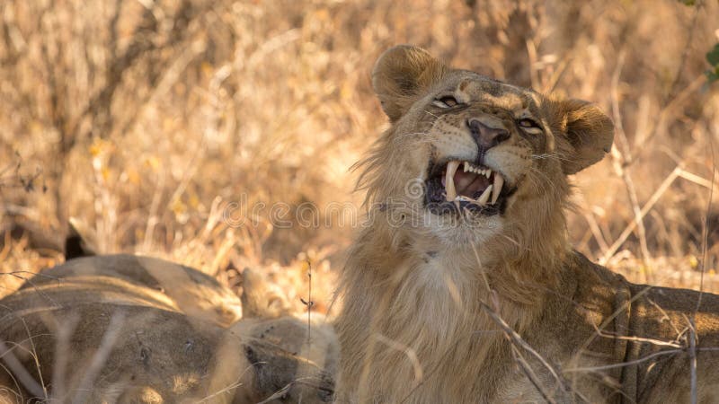 Lion in africa stock image. Image of lion, kruger, serengeti - 255634639
