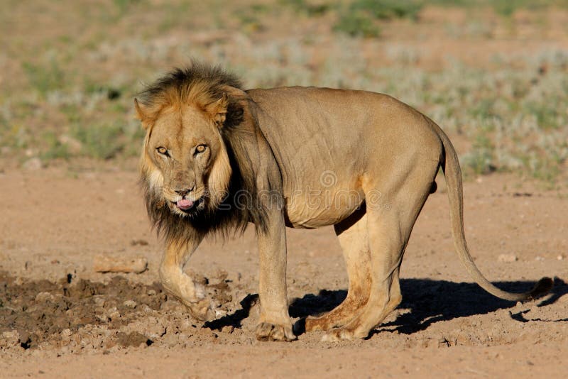 Lion africain Noir-maned image stock. Image du puissant - 2019173