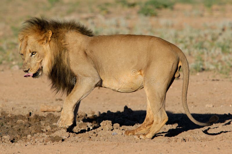 Lion africain Noir-maned image stock. Image du félin, chasseur - 2137149