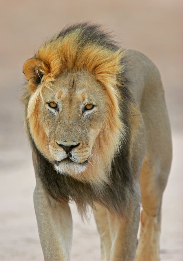 Le Grand Lion Maned Noir Affiche Hors Fonction Ses Dents Image stock ...