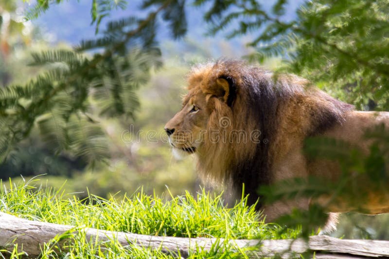 Lion Crouch Stock Photos - Free & Royalty-Free Stock Photos from Dreamstime