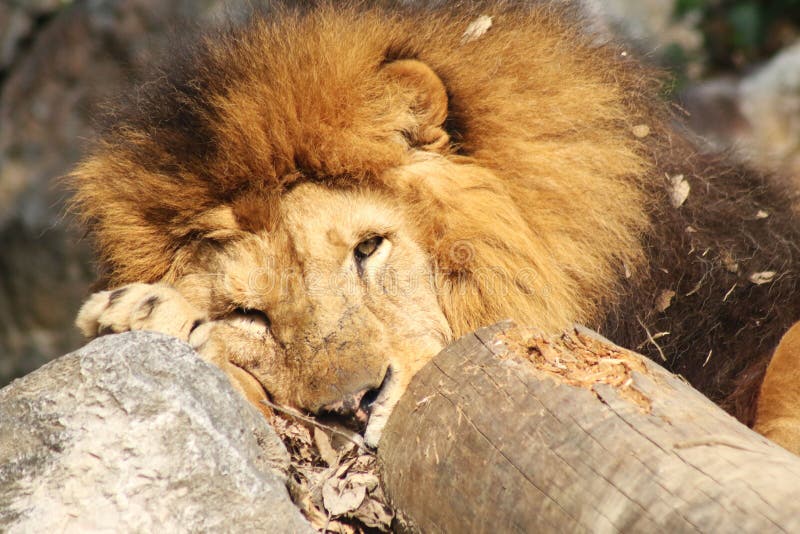 184 Congo Lion Stock Photos - Free & Royalty-Free Stock Photos from ...