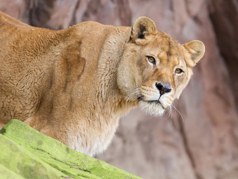 Lion on alert stock photo. Image of organism, feline - 64432218