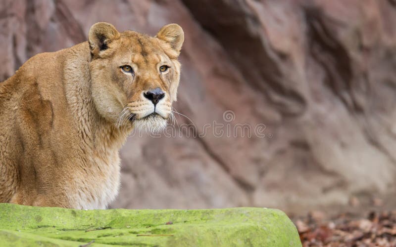 Lion on alert stock image. Image of species, female, feline - 65337711