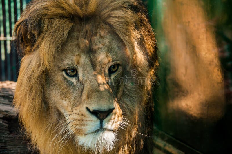 Lion Alfa Male stock photo. Image of nature, animal, mammal - 55172220