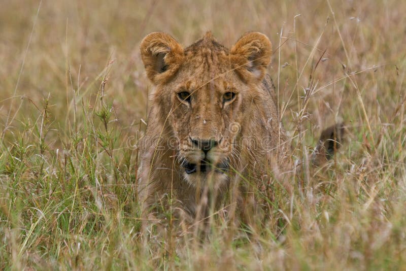 Lion Approaching Picture. Image: 3104146
