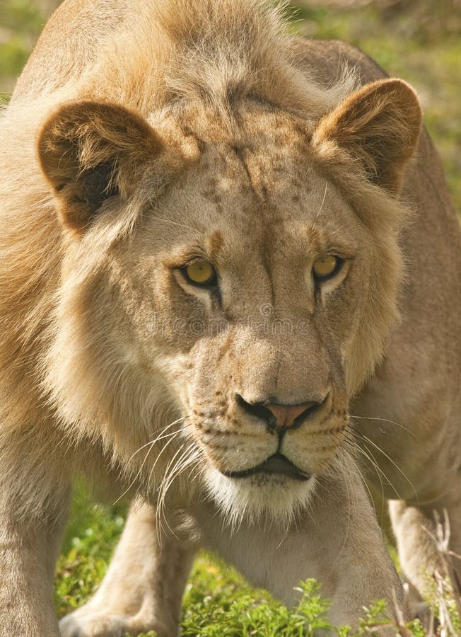 Lion Attack stock photo. Image of feline, namibia, habitat - 13457968