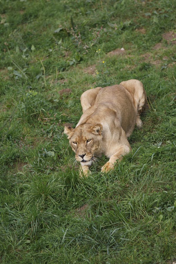 Lion stock image. Image of safari, position, national - 100796483