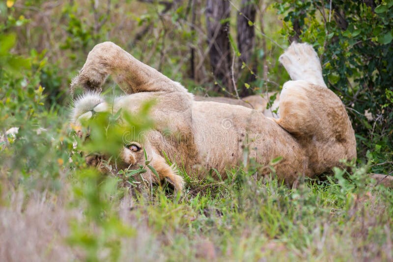 Lion on back South Africa stock photo. Image of yawn - 48943022