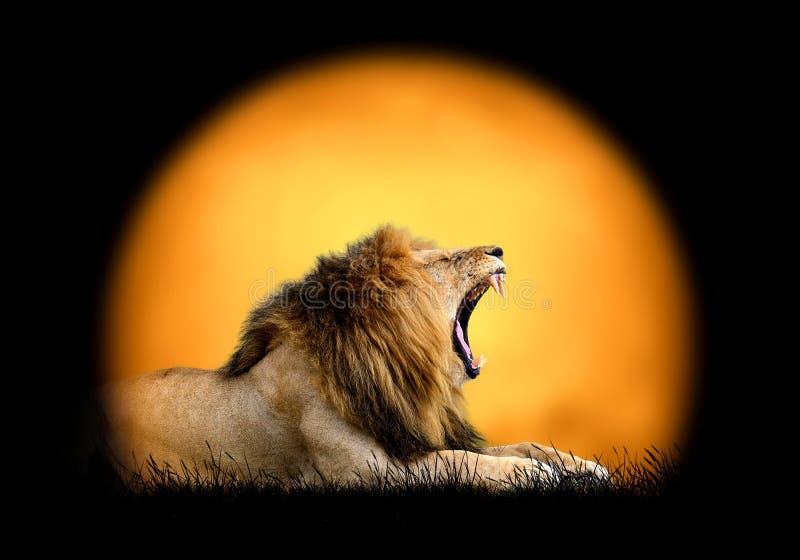 Lion on the Background of Sunset Stock Image - Image of male, dark ...