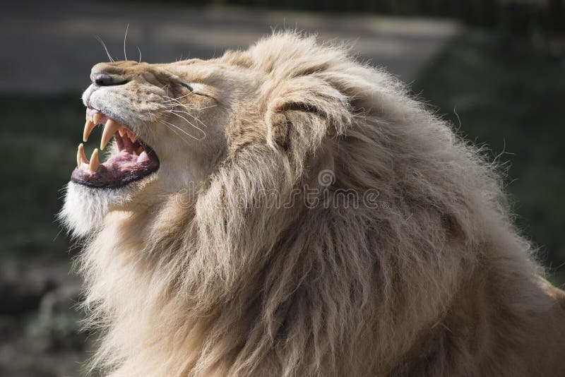 Lion baring teeth stock photo. Image of mane, gape, lion - 38818478
