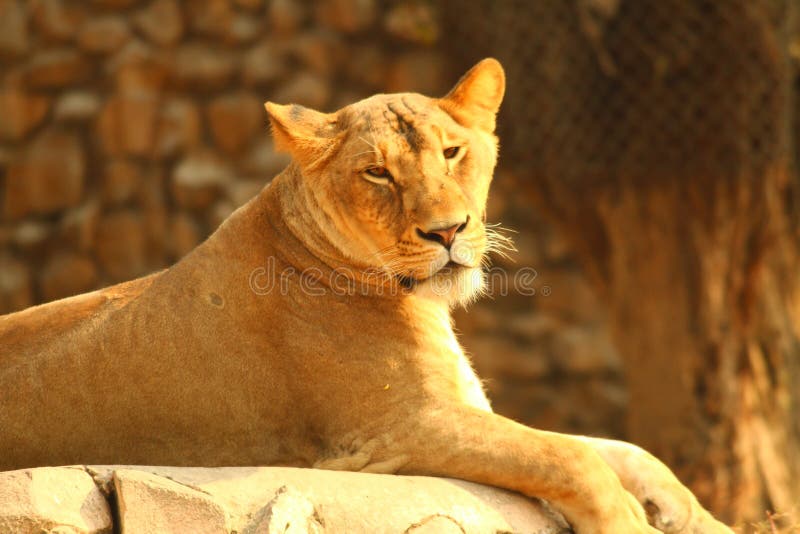 Lion stock photo. Image of wild, lion, beast, animal - 137012004