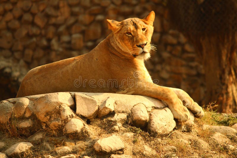 Lion stock photo. Image of wild, lion, beast, animal - 137012018