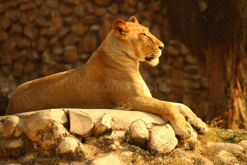 Lion stock image. Image of wild, animal, beast, lion - 137012021