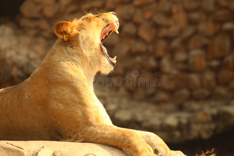 Lion stock photo. Image of wild, beast, lion, animal - 137012058