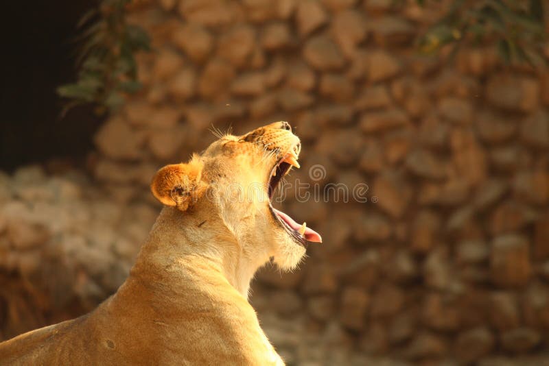 Lion stock photo. Image of animal, beast, wild, lion - 137012080