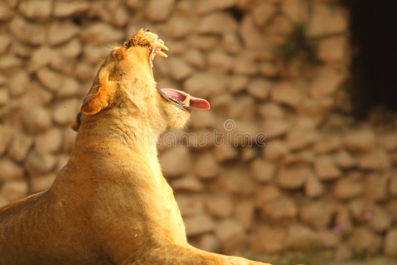 Lion stock image. Image of yawn, wild, animal, beast - 137012091