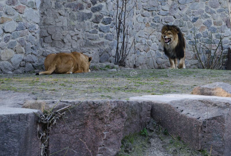 Lion with a Beautiful Mane and a Lioness Stock Image - Image of ...