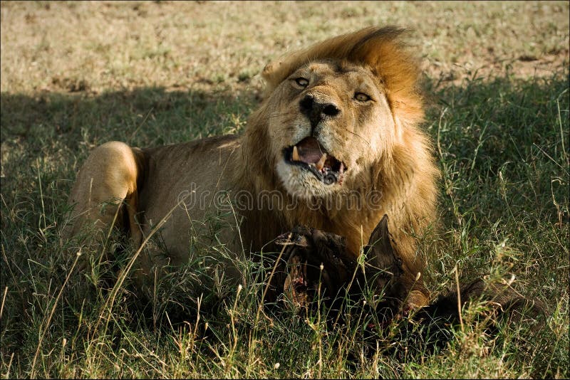 Lion behind a meal. stock photo. Image of mouth, africa - 16184080