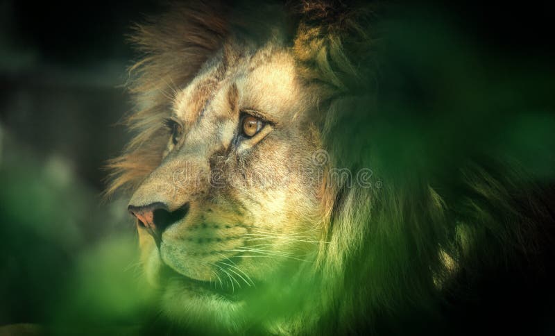 The Lion of Berber Predator Face Nad Dangerous Sight Stock Photo ...