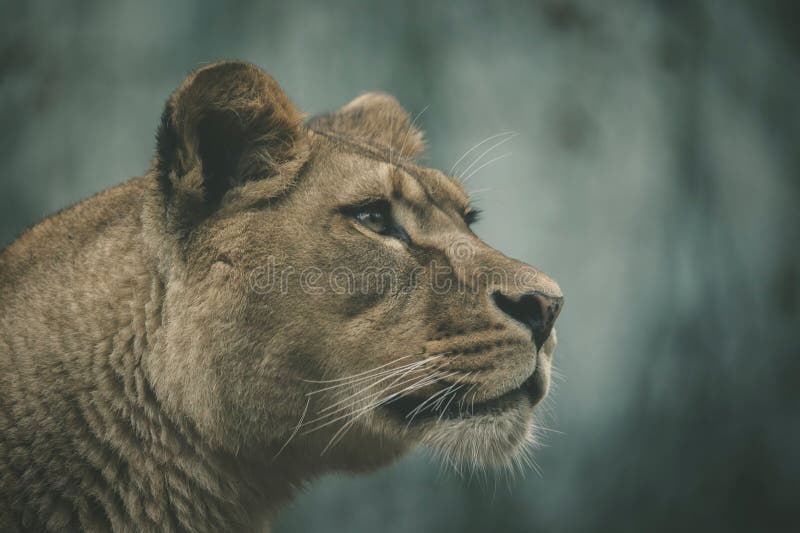 The Lion of Berber Predator Face Nad Dangerous Sight Stock Photo ...