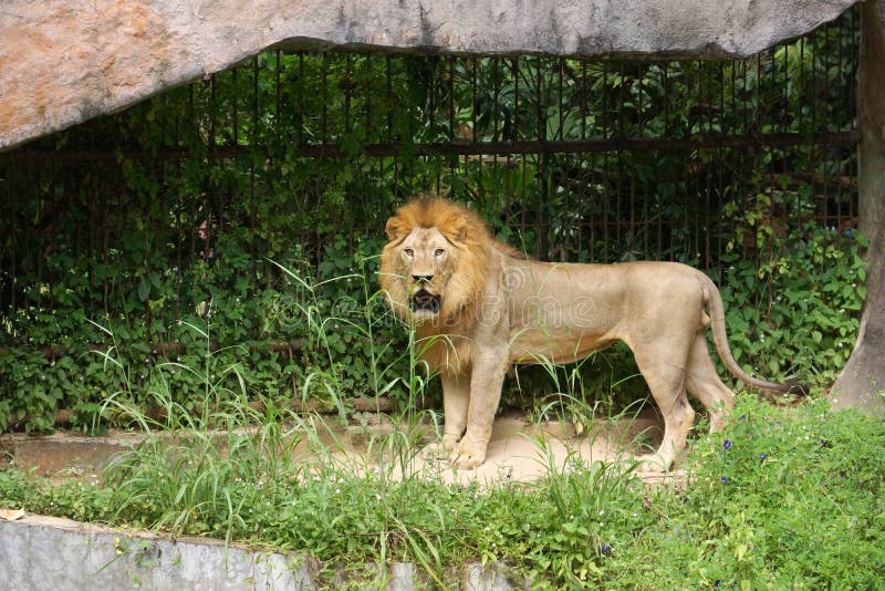 Male lion full of muscles stock photo. Image of mane - 125054084