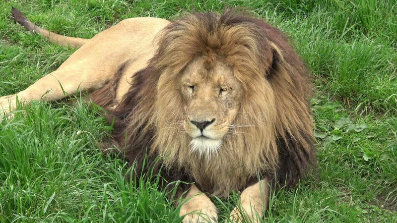 Lion with Big Mane Lying on Green Grass Stock Footage - Video of lying ...