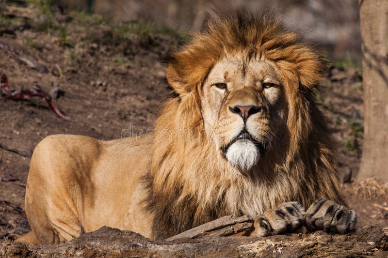 Lion Frown stock photo. Image of sunrise, safari, big5 - 10577624