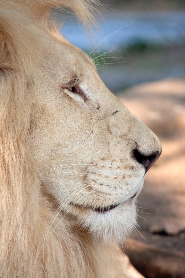 Beau lion blanc image stock. Image du carnassier, blanc - 12813835
