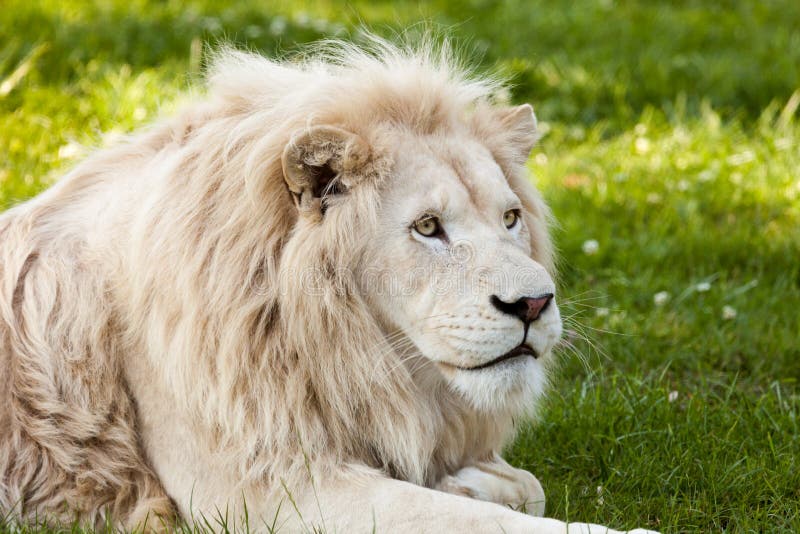 Lion blanc photo stock. Image du blanc, lumière, faune - 62073026