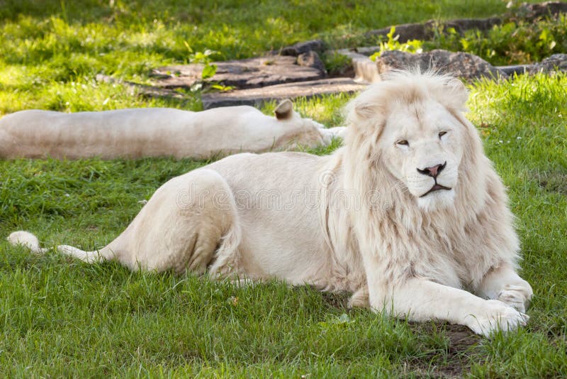 Lion blanc photo stock. Image du blanc, lumière, faune - 62073026