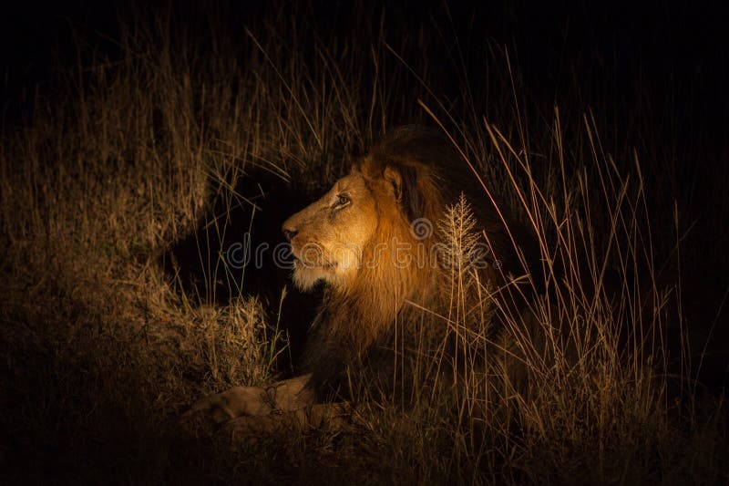 African Lion at night stock image. Image of lionatnight - 39546403