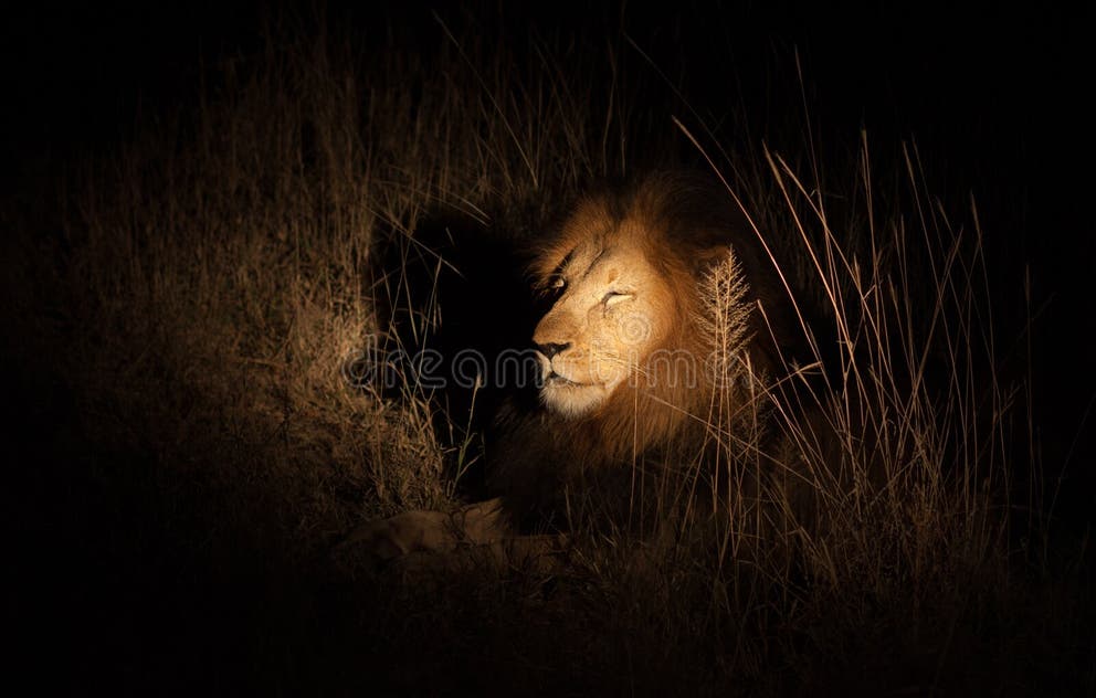 Lion in the bush at night stock photo. Image of night - 27555778