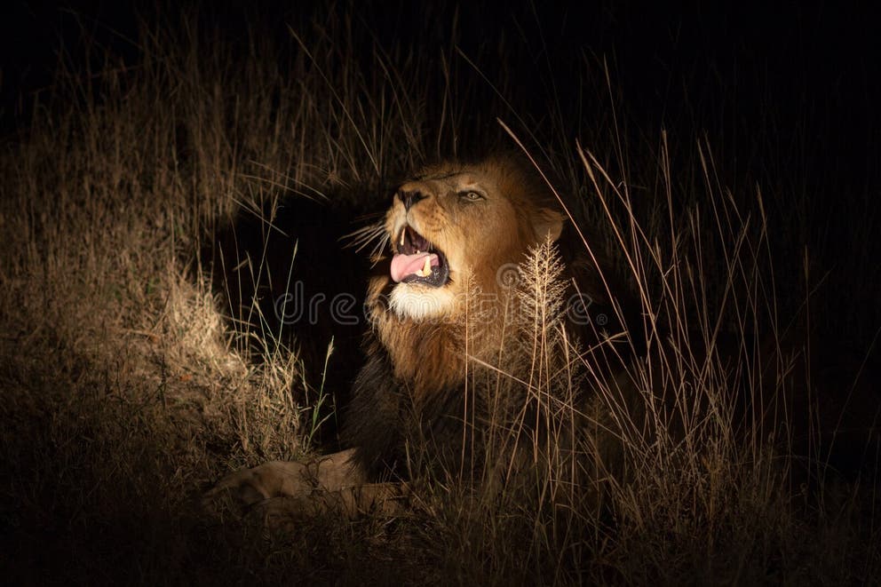 Lion in the bush at night stock image. Image of dark - 27555827