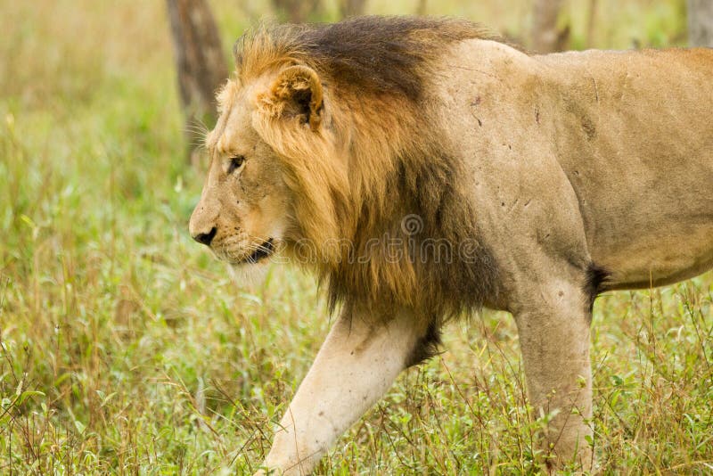 Lion in the Bush in South Africa Stock Photo - Image of mane, coat ...