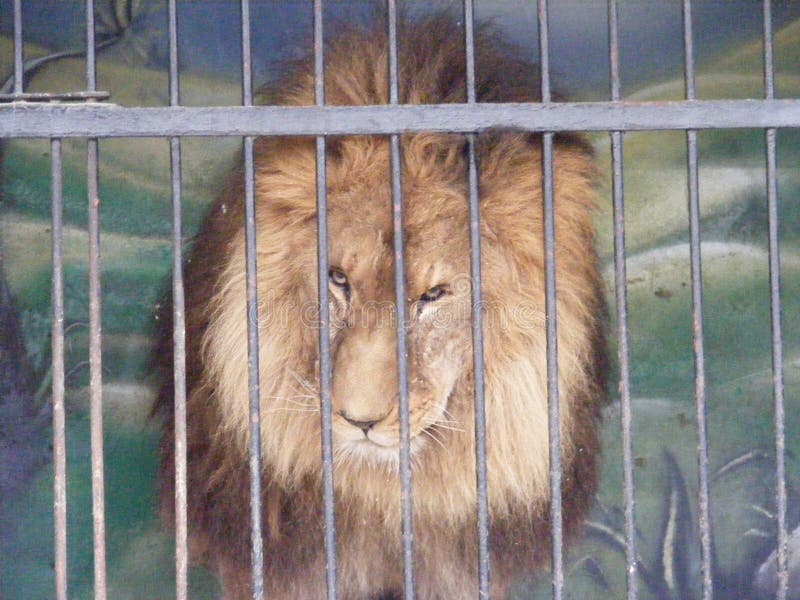 Lion in a cage stock image. Image of animal, tiger, wildlife - 231305571