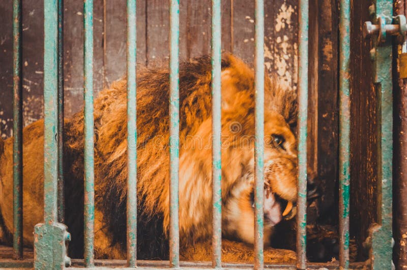 Lion in cage stock image. Image of large, african, head - 87857243