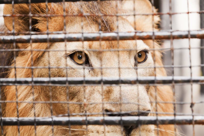 Lion in a cage stock photo. Image of strong, look, single - 53641124