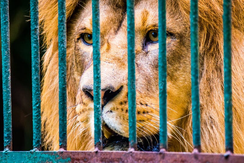 Lion in cage stock image. Image of mammal, africa, human - 5625091