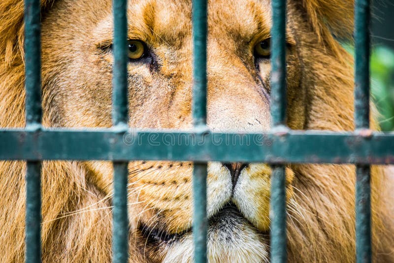Sad lion in a cage stock image. Image of locked, animal - 29489473