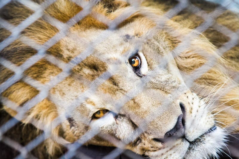 1,061 Sad Lion Stock Photos - Free & Royalty-Free Stock Photos from ...