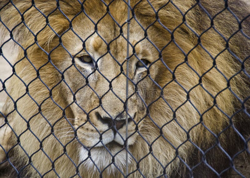 Lion Caged stock image. Image of captive, confined, california - 22382567