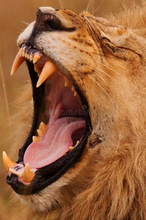 Lion stock image. Image of face, portrait, predator, muzzle - 50422395