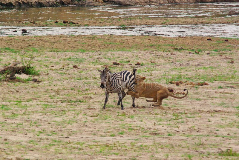 Lion Chasing Zebra