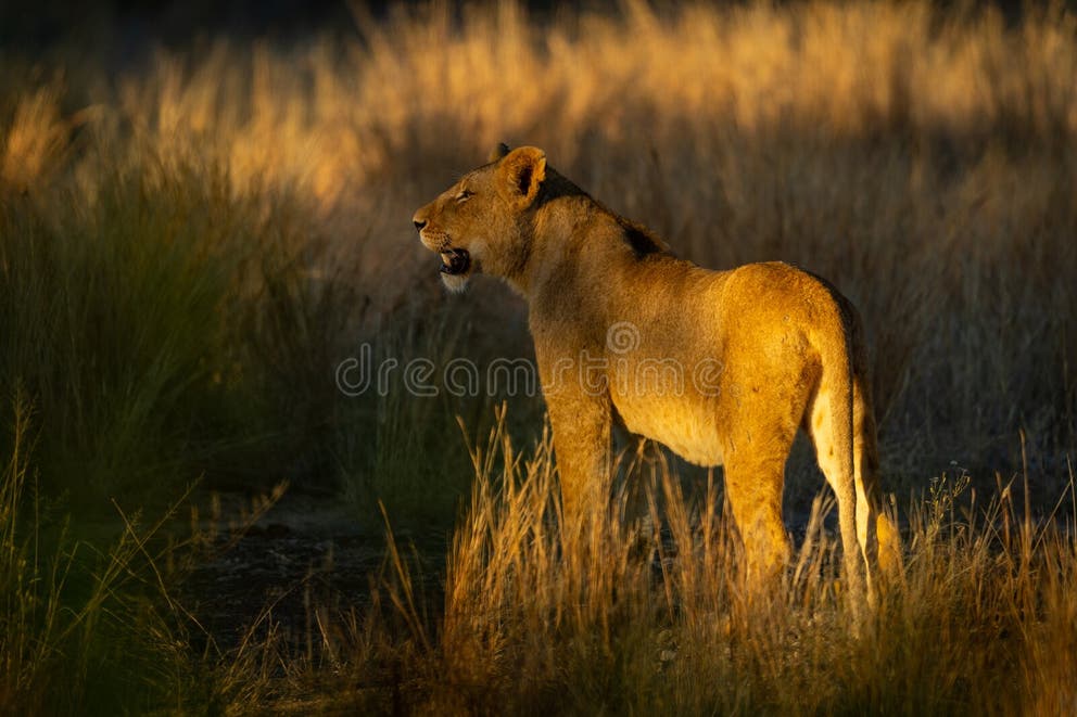 Lion with Catchlight Stands in Dappled Sunshine Stock Photo - Image of ...