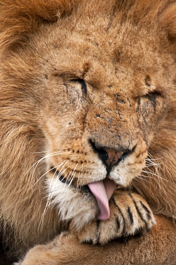 Lion cleaning stock image. Image of stare, nature, teeth - 13547429