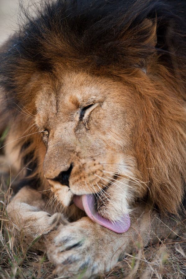 Lion cleaning himself stock photo. Image of africa, pink - 27124514